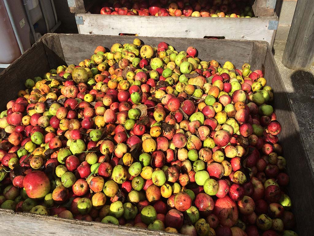 Barbourne Cider