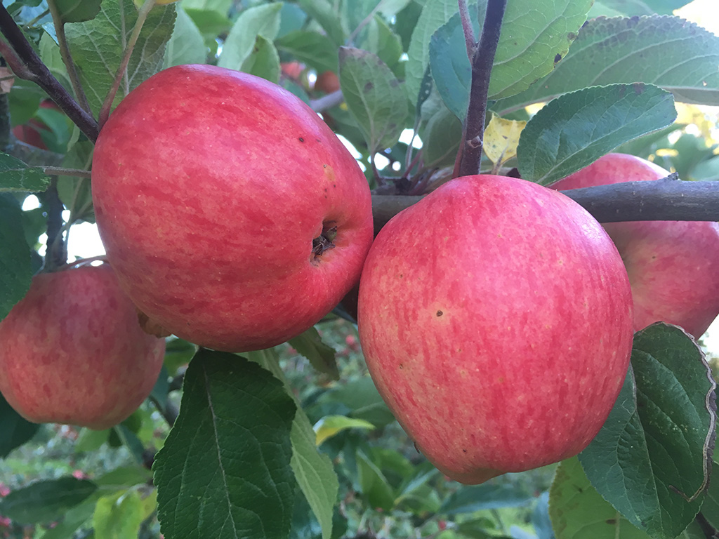 About Us – Barbourne Cider